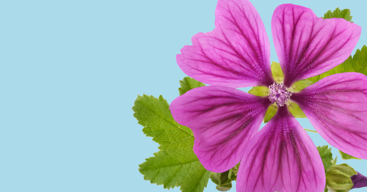 Mallow Flower Extract | Ghost Democracy | Positive Ingredients
